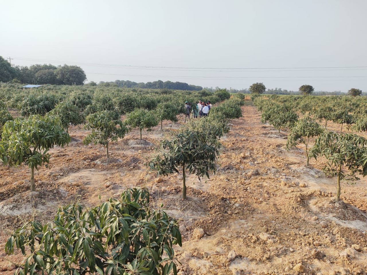 Exportable Mango Production Project