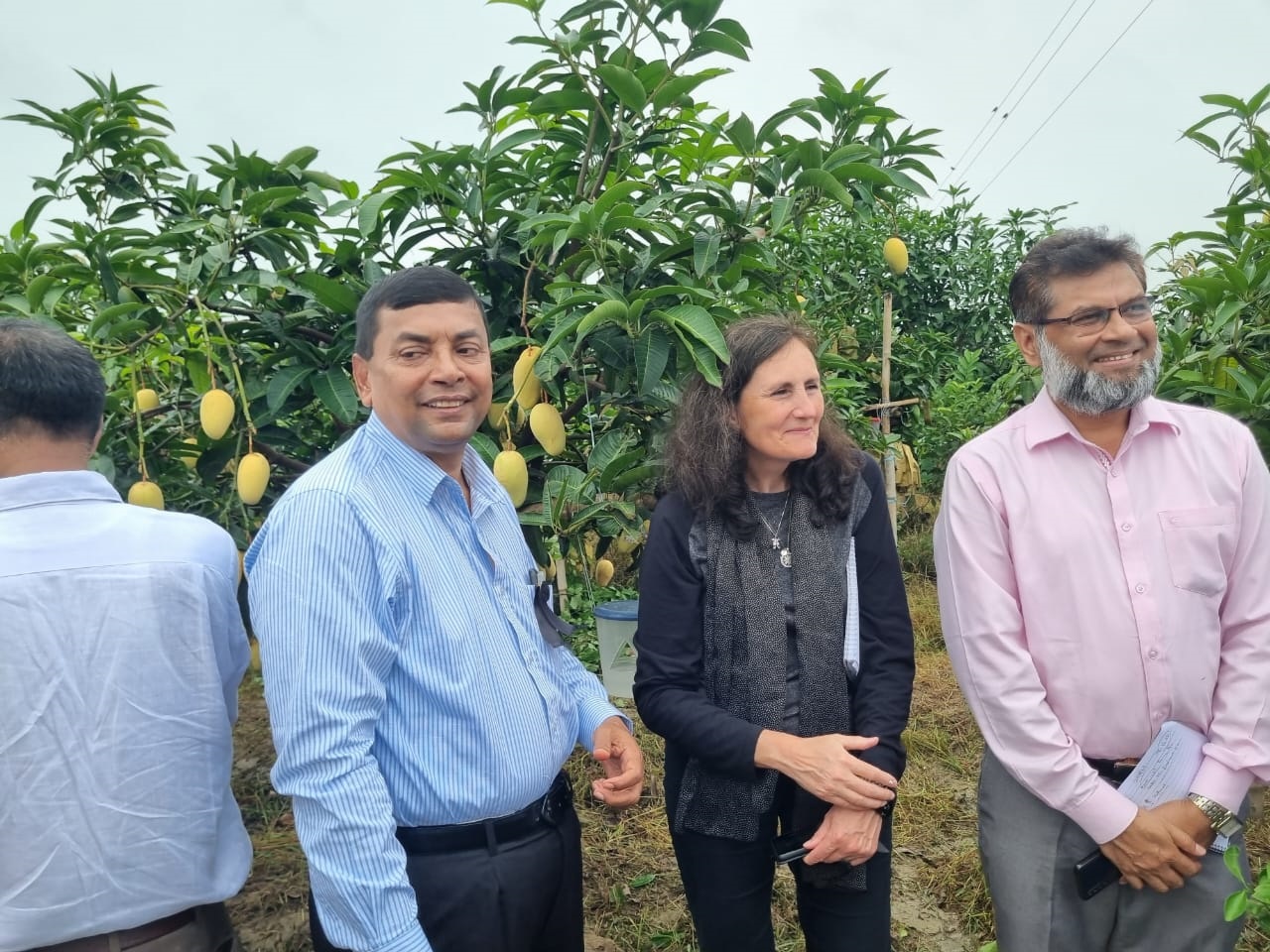 Exportable Mango Production Project